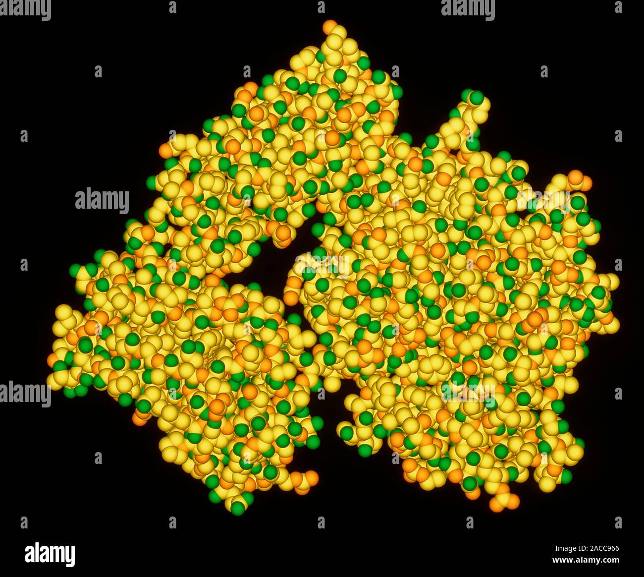 Neuraminidase enzyme. Molecular model of the viral enzyme neuraminidase ...