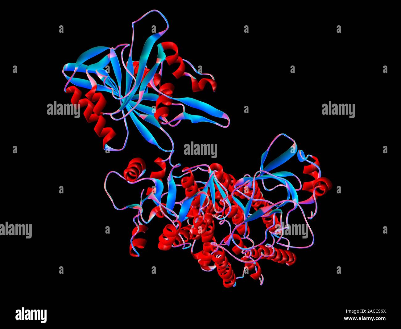 Calcium pumping ATPase enzyme. Computer model of the ATPase enzyme that ...