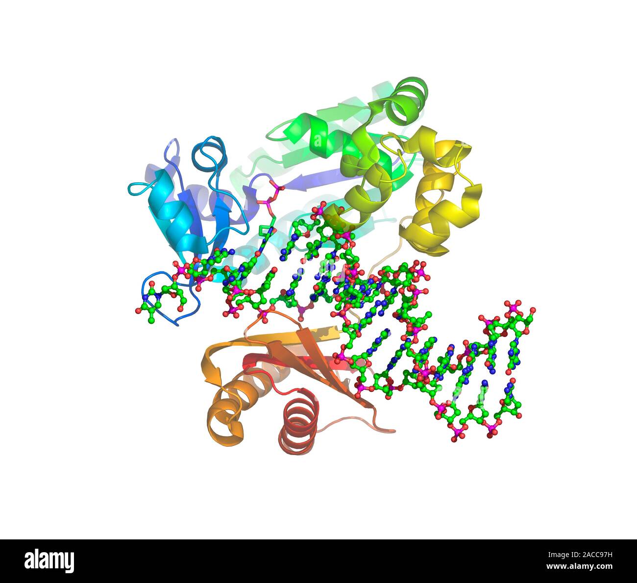 DNA polymerase. Computer model of a molecule of DNA polymerase ...