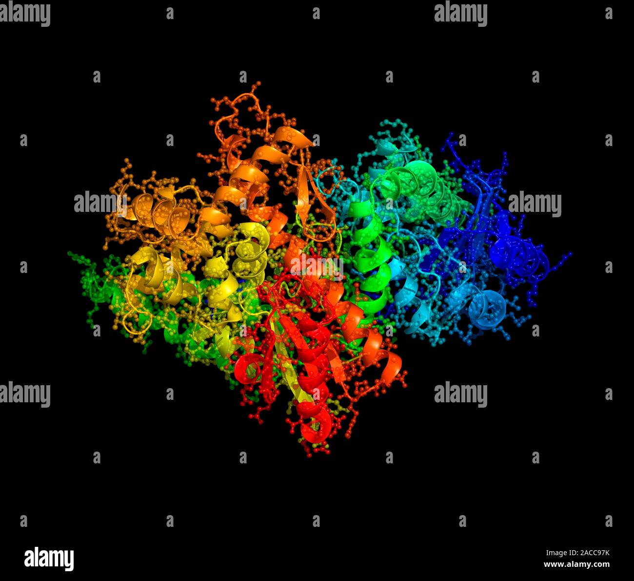 Klenow fragment of DNA polymerase I. Computer model showing the ...