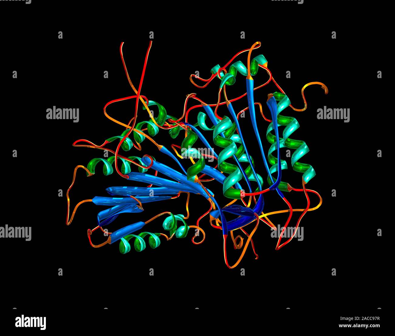 Caspase-1 molecule. Computer artwork showing the secondary structure of ...
