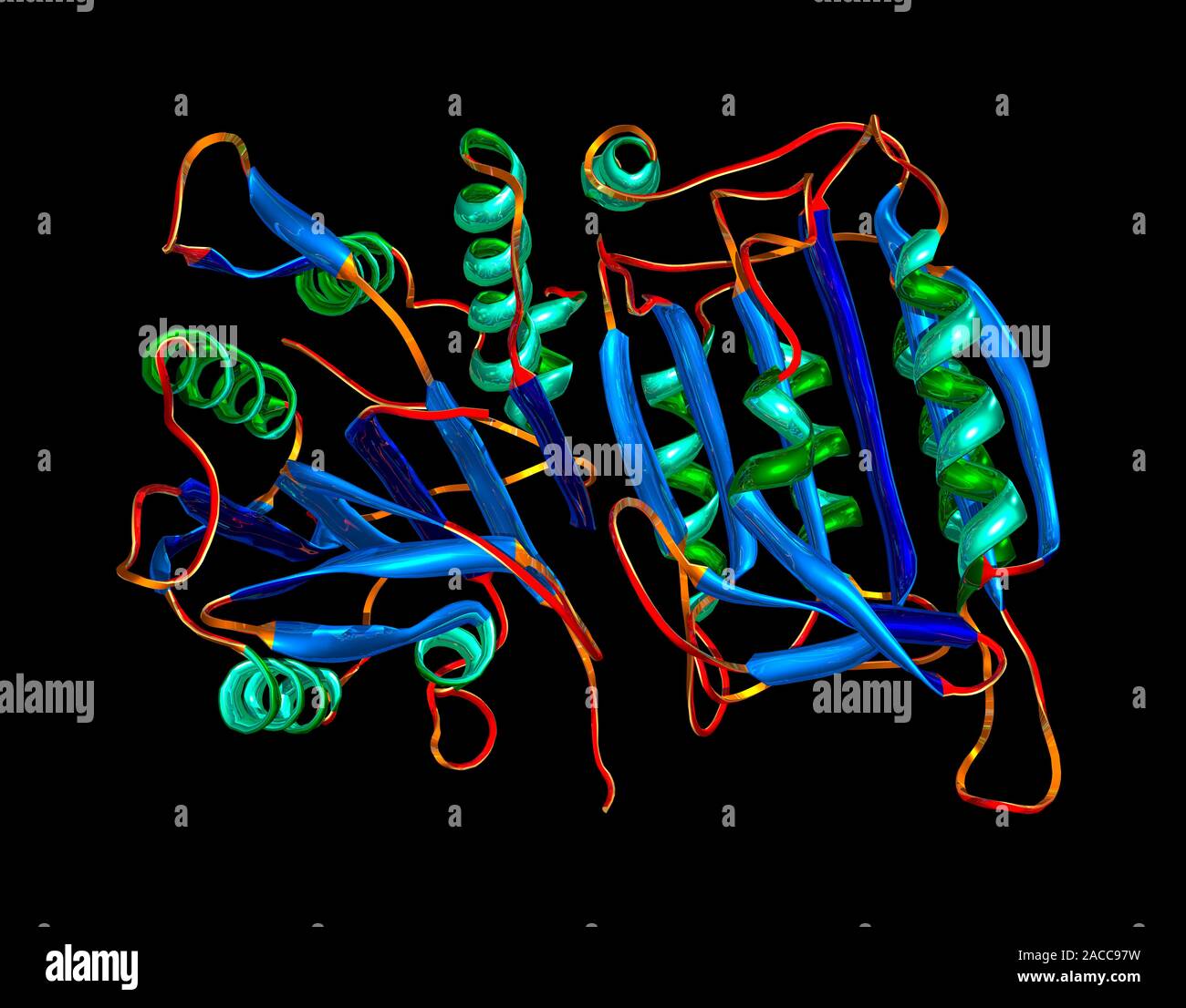 Caspase-9 molecule. Computer artwork showing the secondary structure of ...