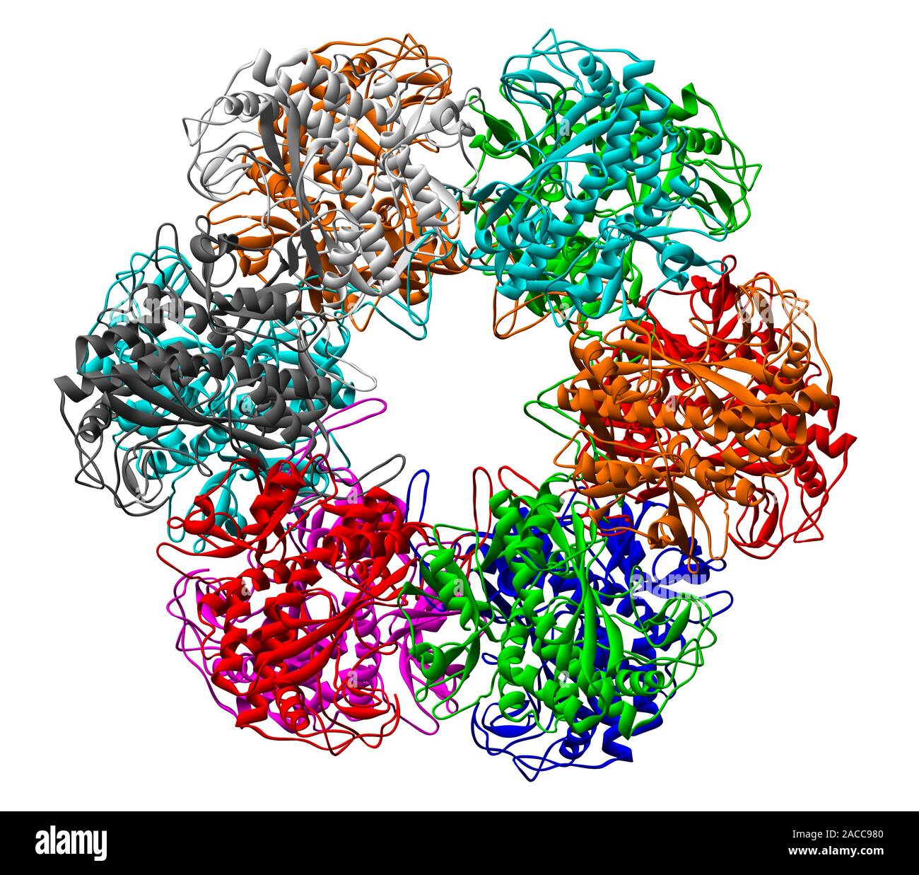 Glutamine synthetase enzyme. Computer model of a molecule of glutamine ...
