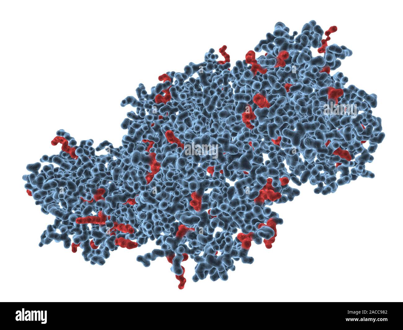 Trypsin molecule. Computer model of a molecule of the digestive enzyme ...