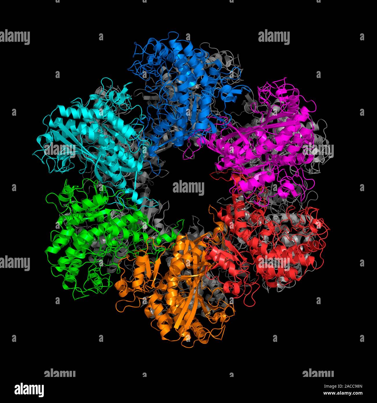 Glutamine synthetase enzyme. Molecular model showing the secondary ...