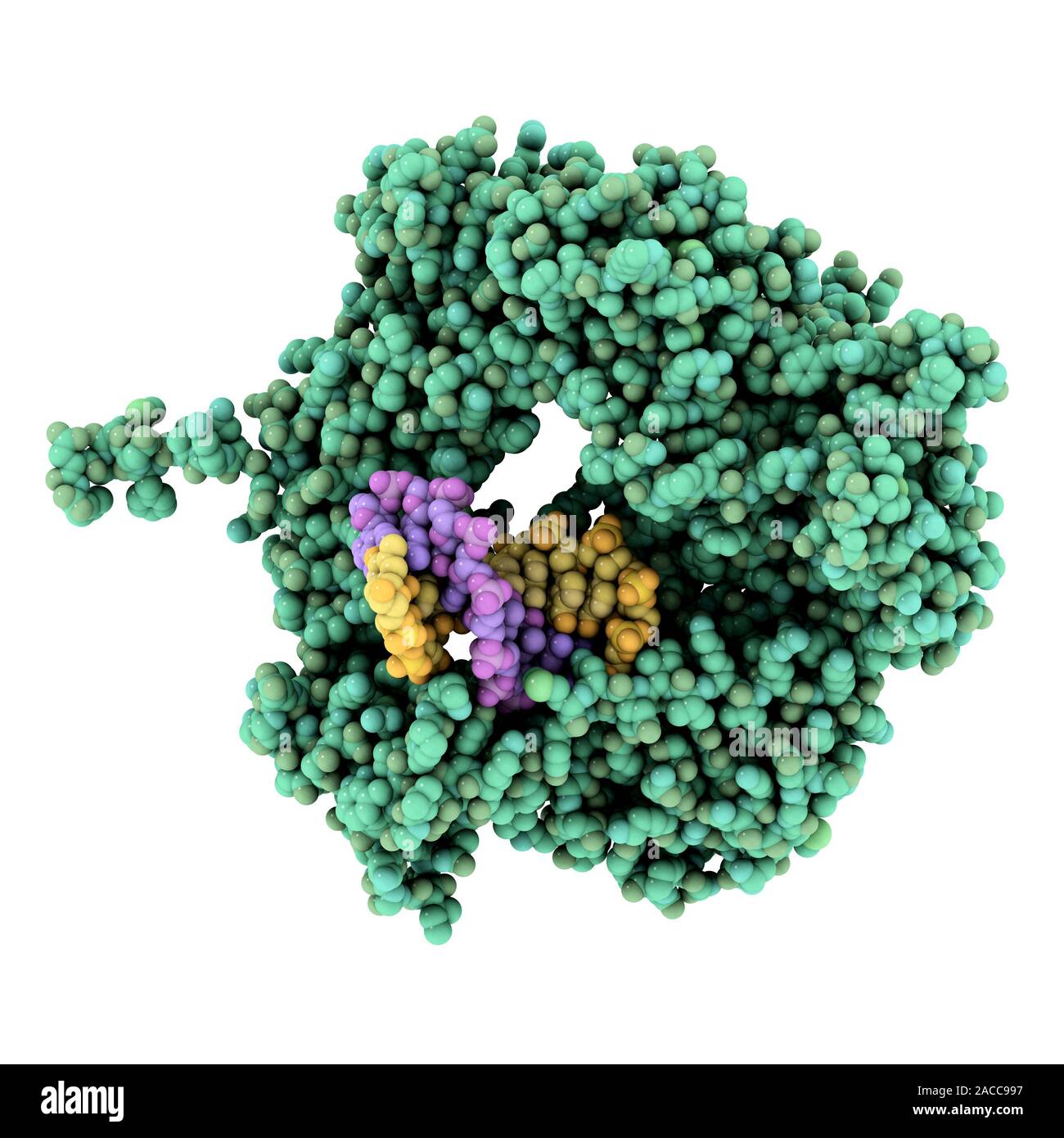DNA polymerase. Computer model showing the structure of a DNA ...
