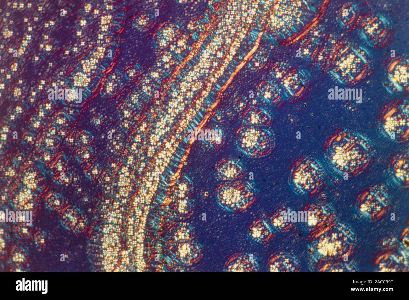 Polarised light micrograph of liquid crystals. Magnification: x100 at ...