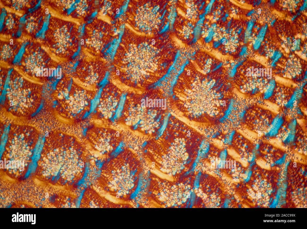 Polarised light micrograph of liquid crystals. Magnification: x100 at ...