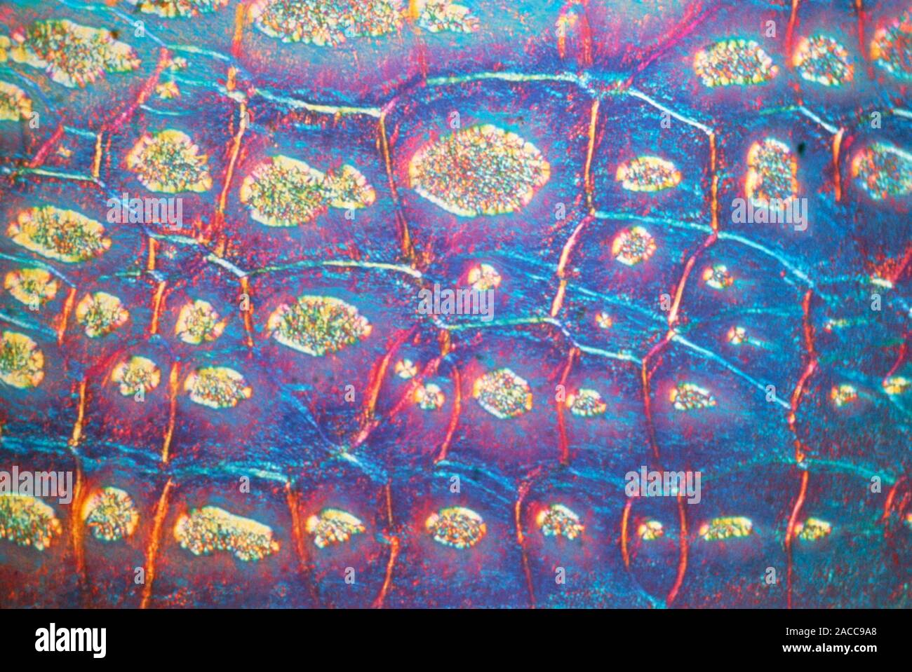 Polarised light micrograph of liquid crystals. Magnification: x100 at ...