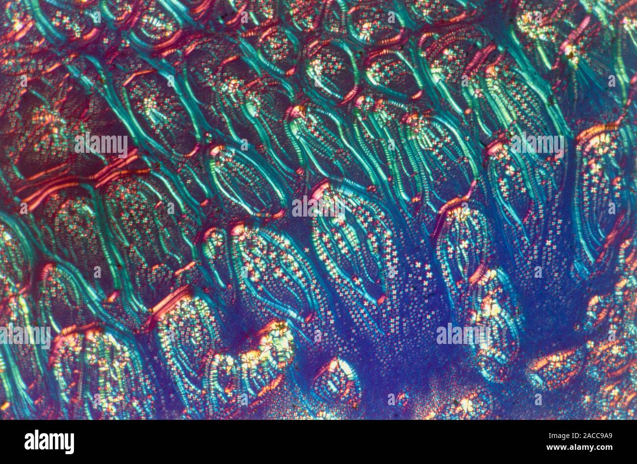 Polarised light micrograph of liquid crystals. Magnification: x100 at ...
