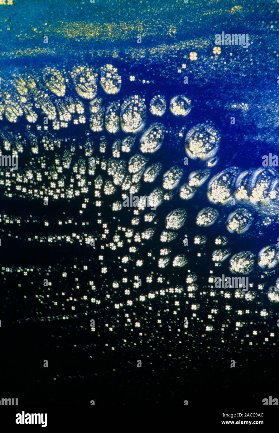 Polarised light micrograph of liquid crystals. Magnification: x100 at ...