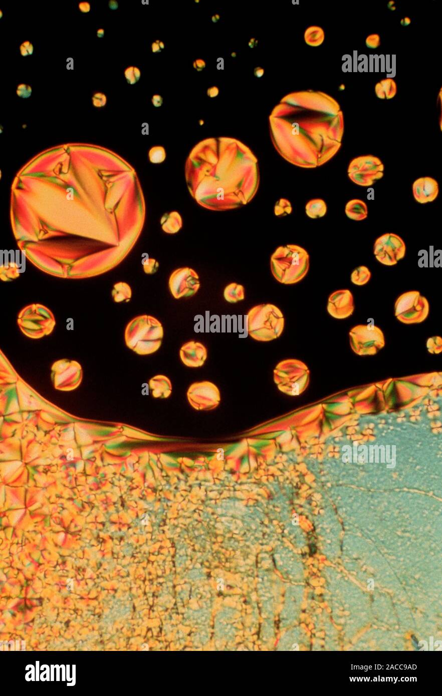 Polarised light micrograph of liquid crystals. Magnification: x100 at ...