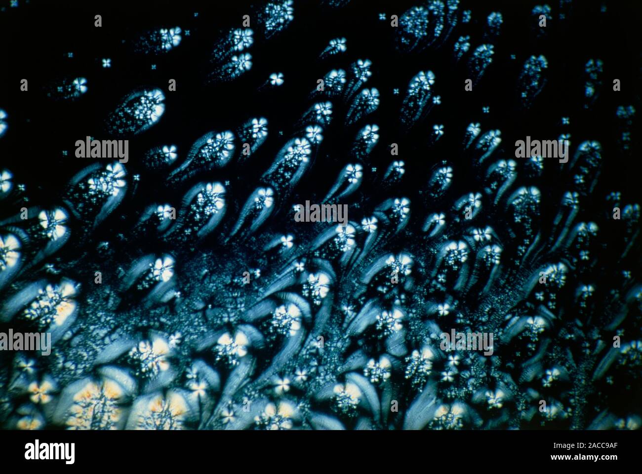 Polarised light micrograph of cholesteric liquid crystals ...