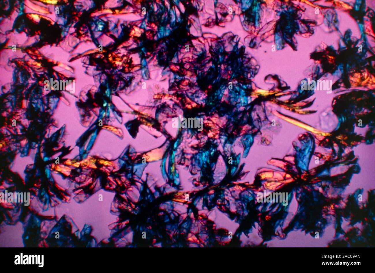 Polarised light micrograph of crystalline Tryptophan. Magnification ...