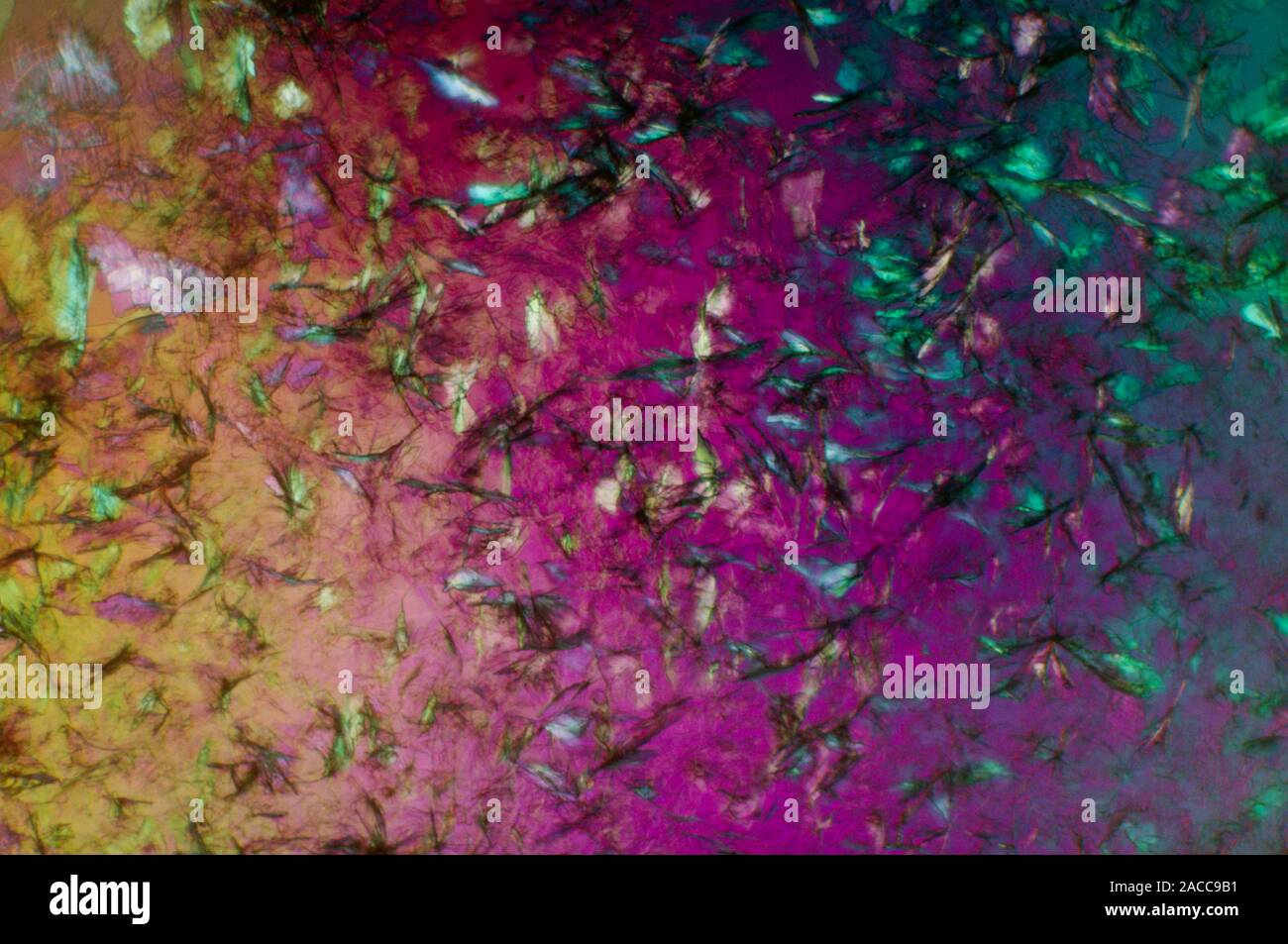 Polarised light micrograph of crystalline Tryptophan. Magnification ...