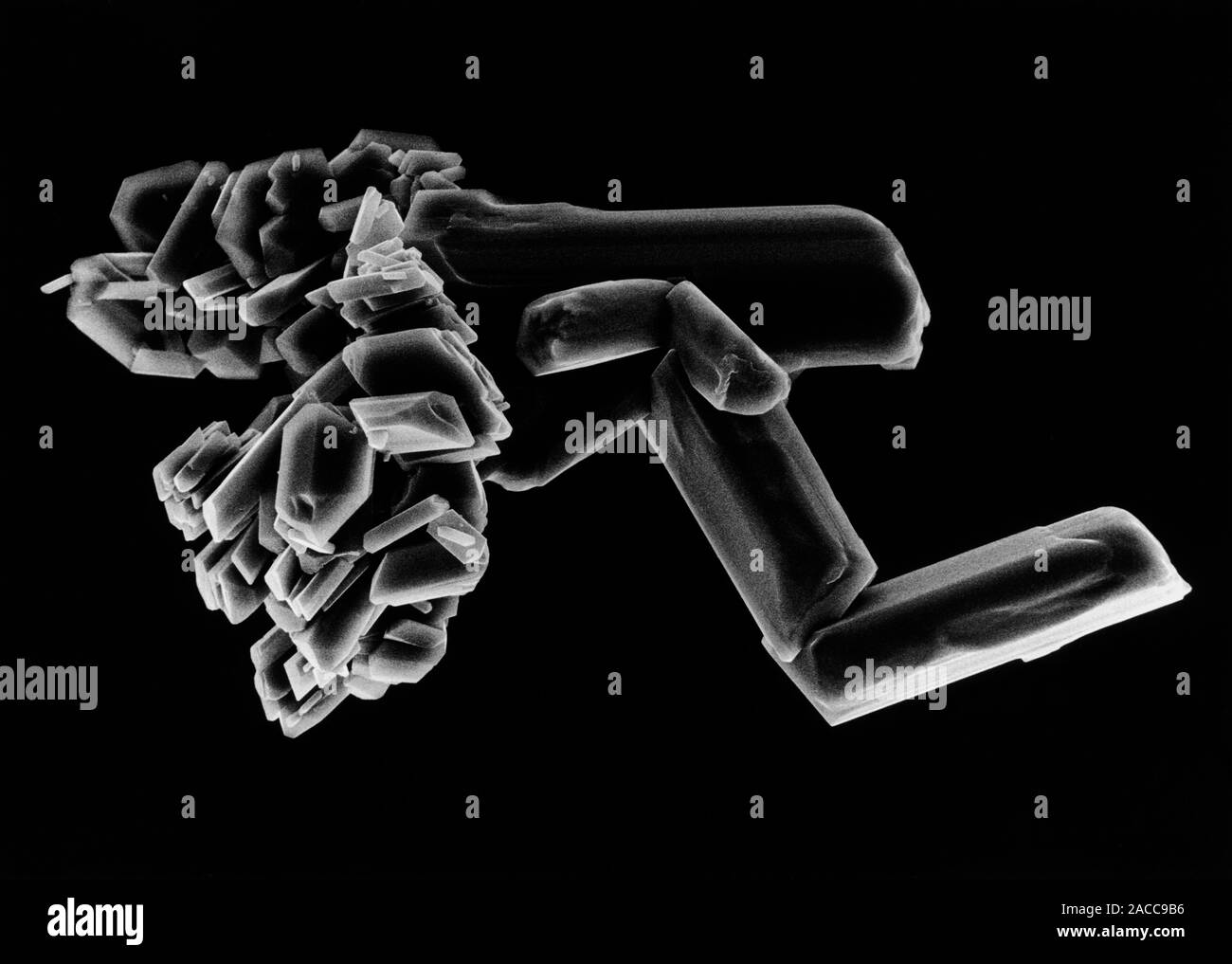 Scanning electron micrograph of crystals of glycine, the simplest of ...