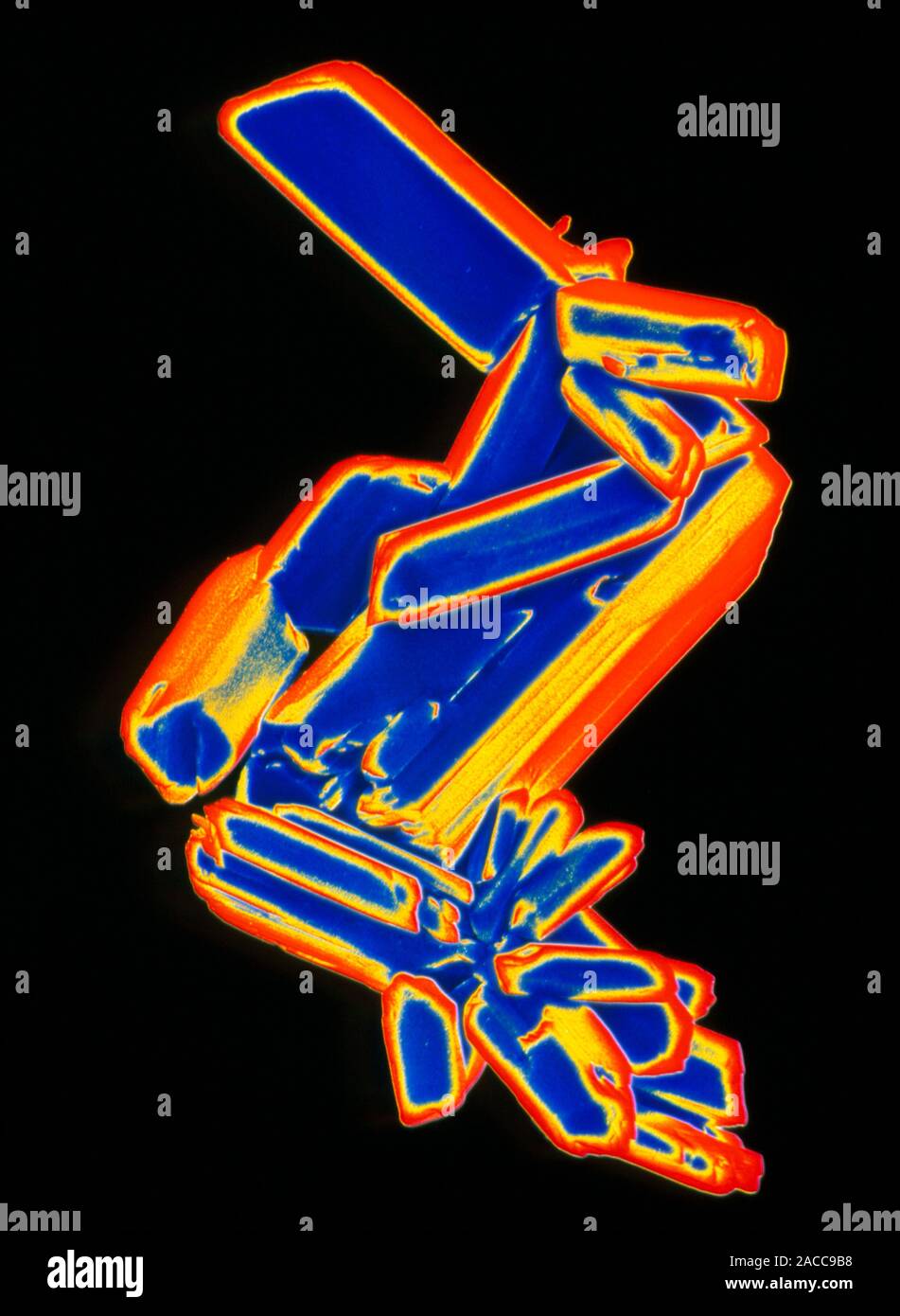 False-colour scanning electron micrograph of crystals of glycine, the ...
