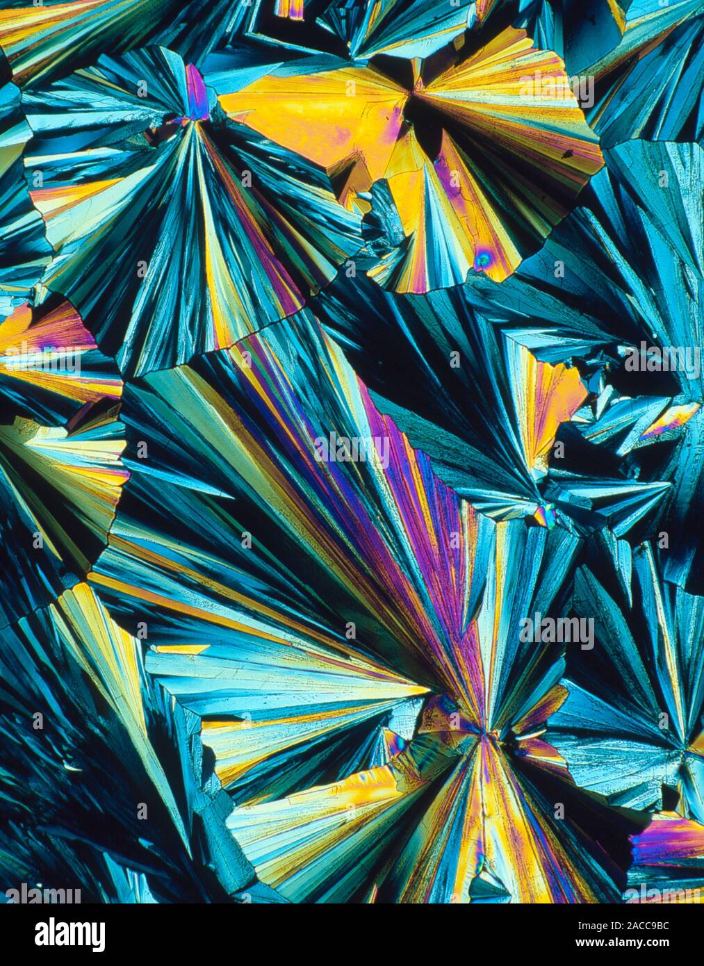 Polarised light micrograph of Hippuric Acid crystals. Hippuric acid is ...