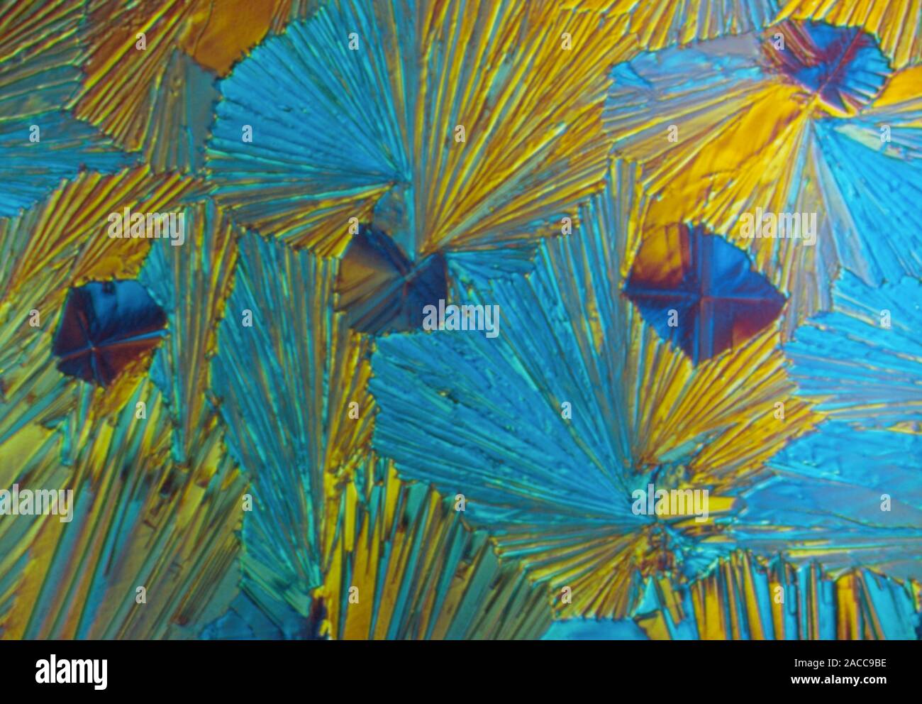 Histamine. Polarised light micrograph of crystals of the chemical ...