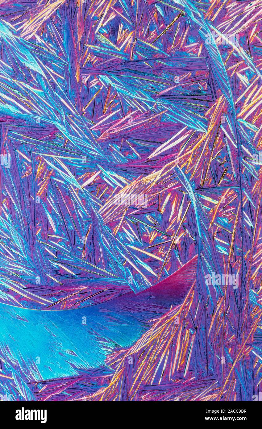 Beta-endorphin. Polarised light micrograph of crystals of beta ...
