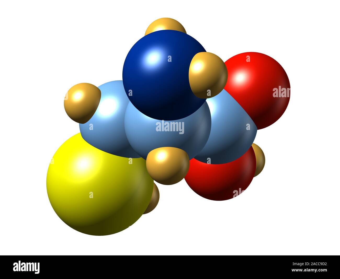 Cysteine. Molecular model of the amino acid cysteine. Its chemical ...