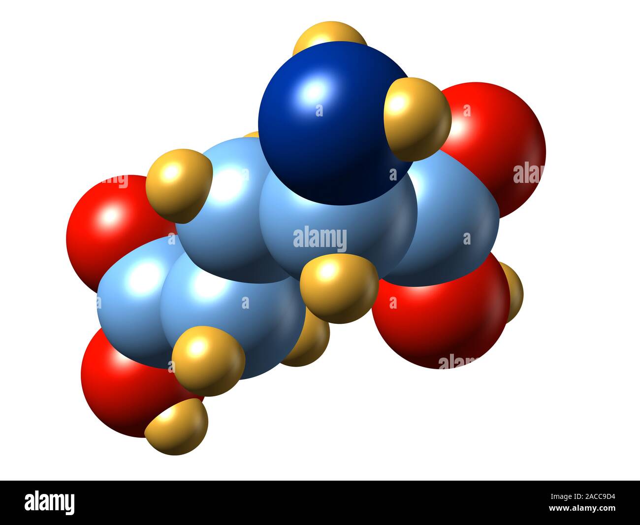 Glutamic acid. Molecular model of the amino acid glutamic acid. Its ...