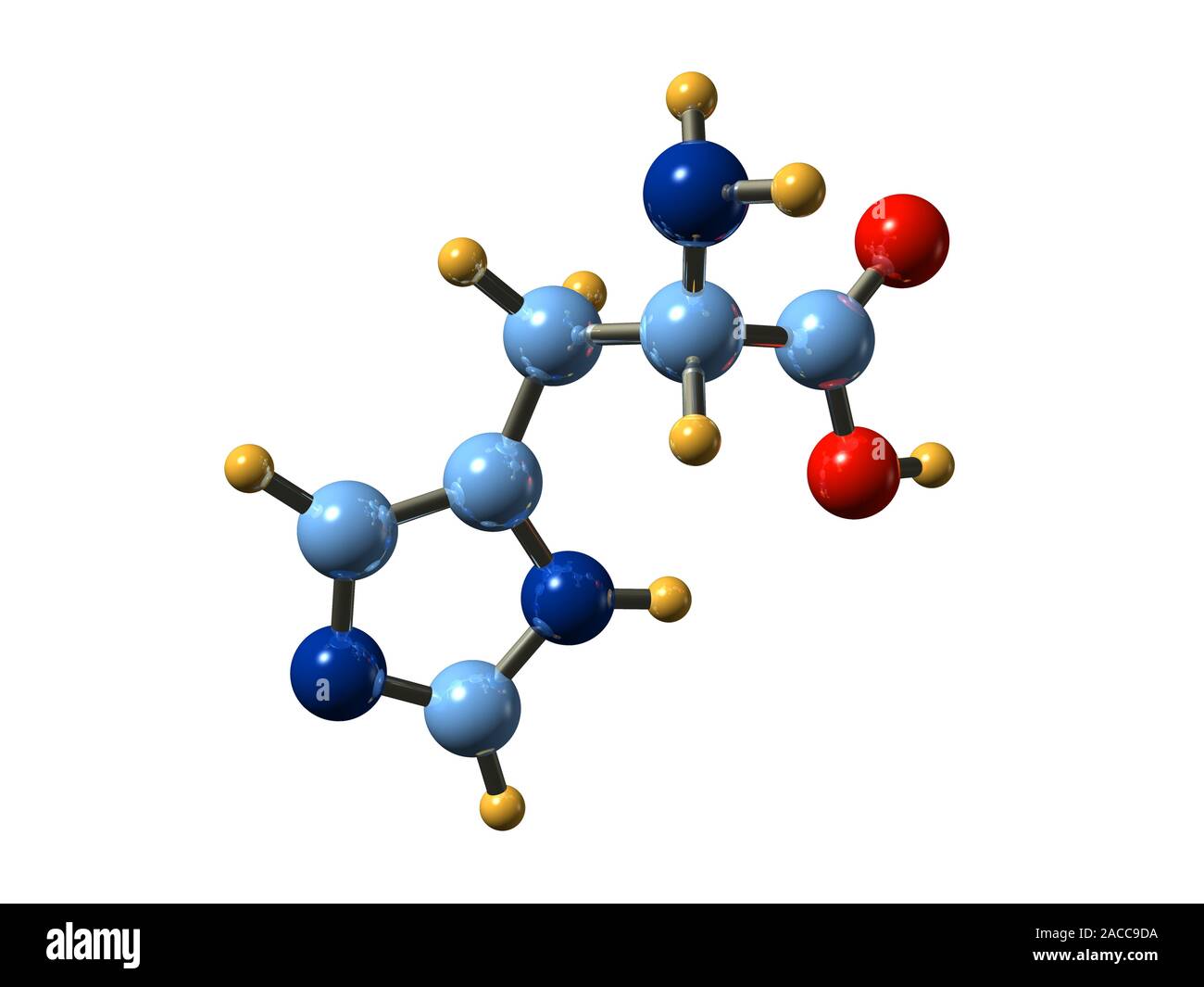 Histidine. Molecular model of the amino acid histidine. Its chemical ...