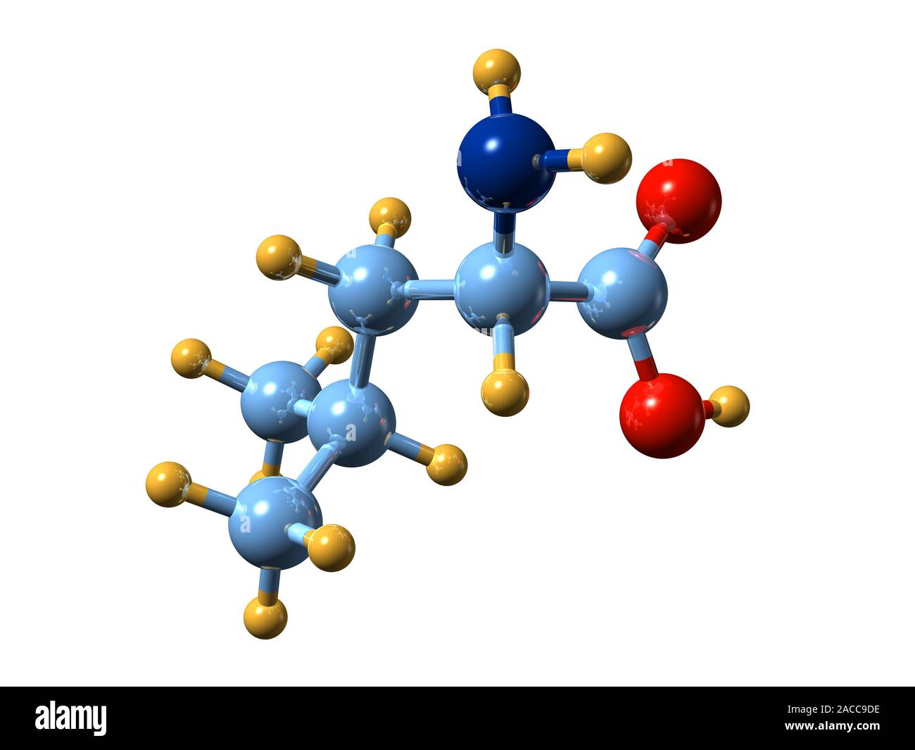 Leucine. Molecular model of the amino acid leucine. Its chemical ...