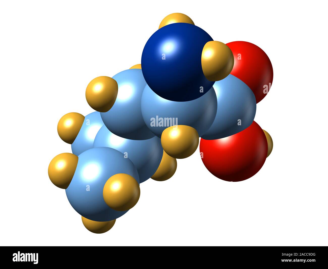 Leucine. Molecular model of the amino acid leucine. Its chemical ...