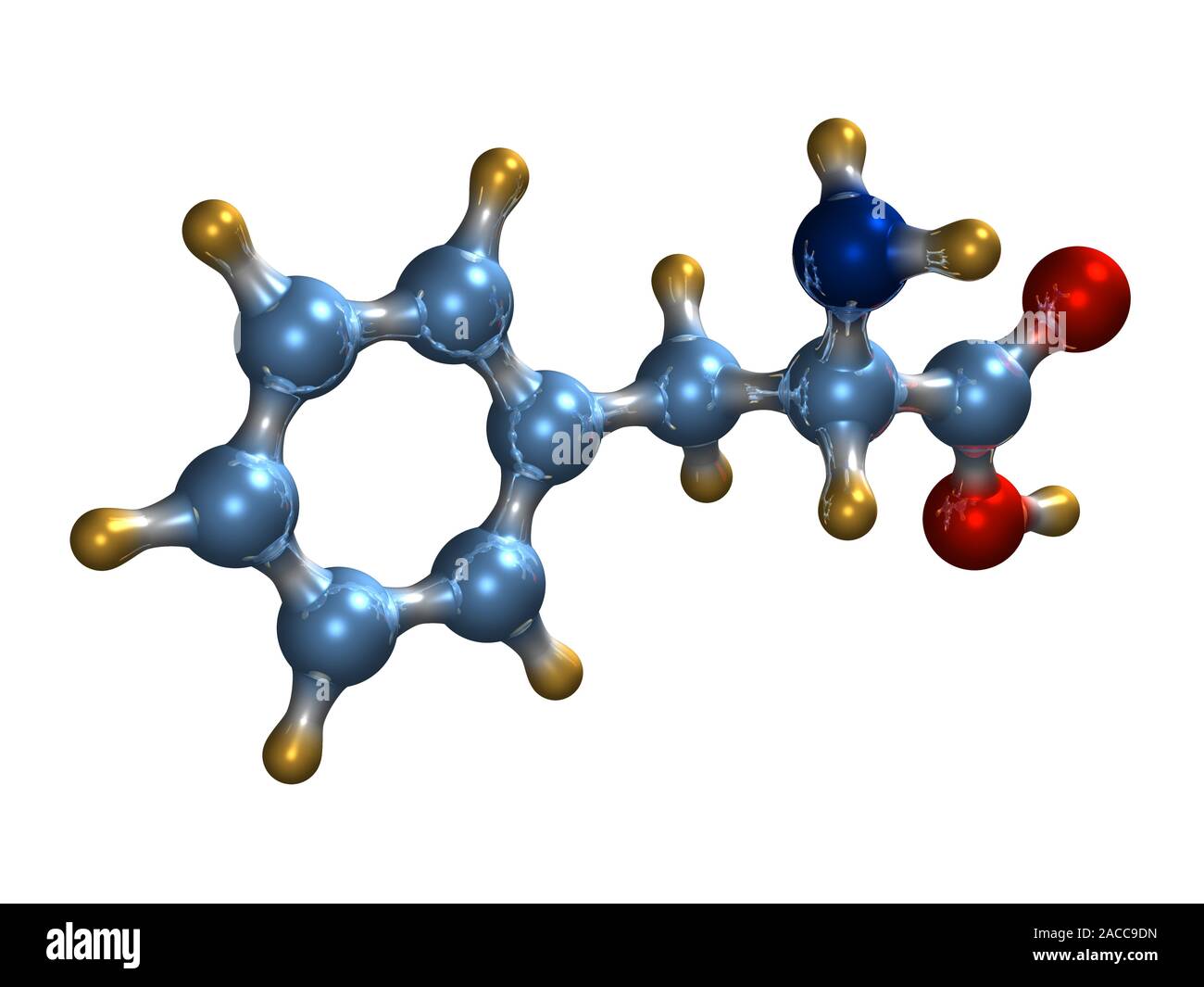 Phenylalanine. Molecular model of the amino acid phenylalanine. Its ...