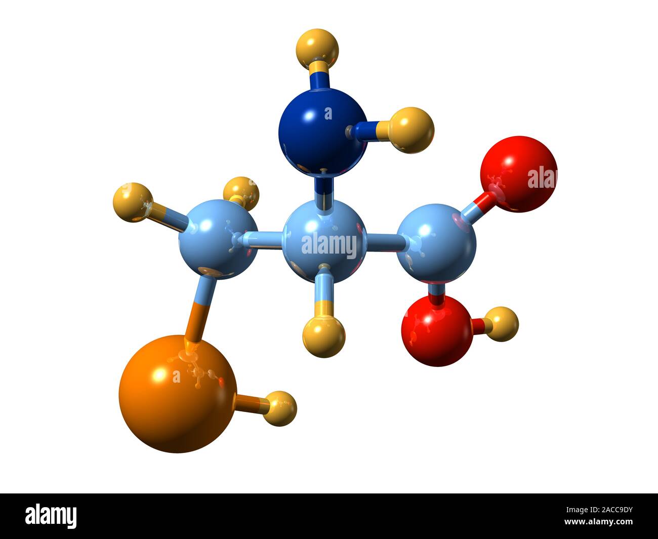 Selenocysteine. Molecular model of the amino acid selenocysteine. Its ...