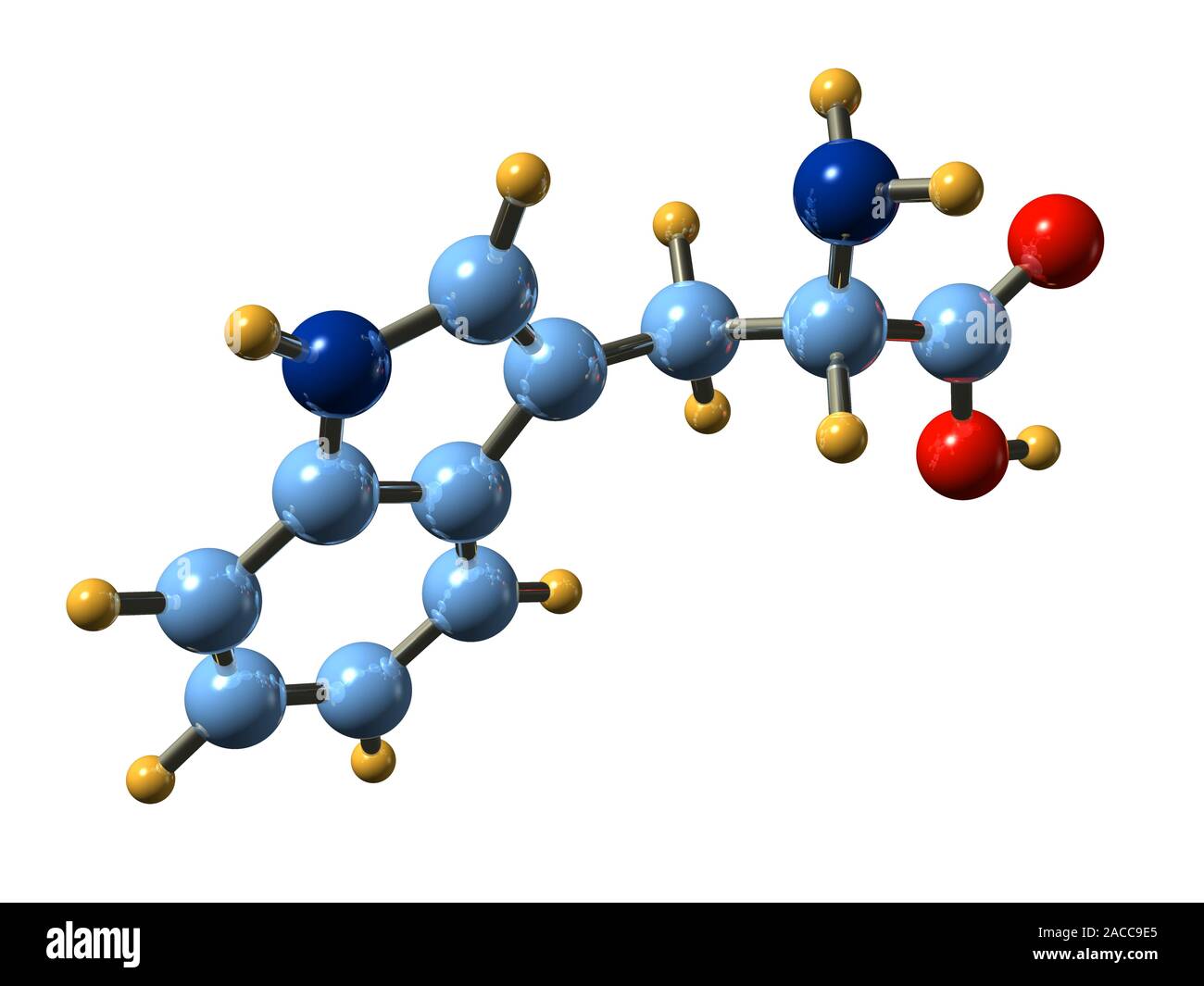 Tryptophan. Molecular model of the amino acid tryptophan. Its chemical ...