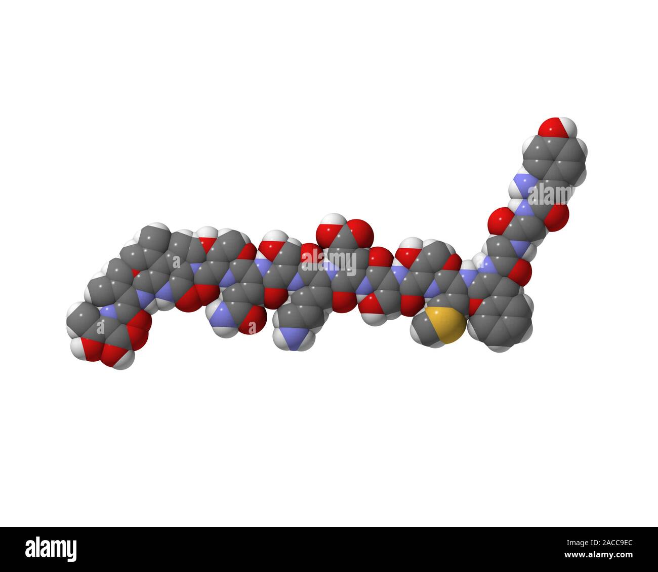 Alpha-endorphin molecule. Molecular model of the analgesic (painkilling ...