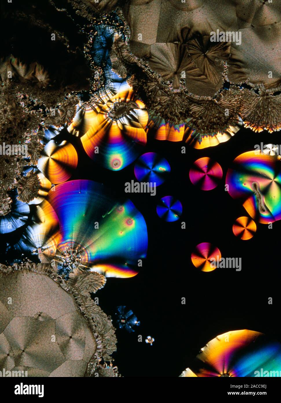Polarised light micrograph of crystals of vitamin C. Magnification: X5 ...