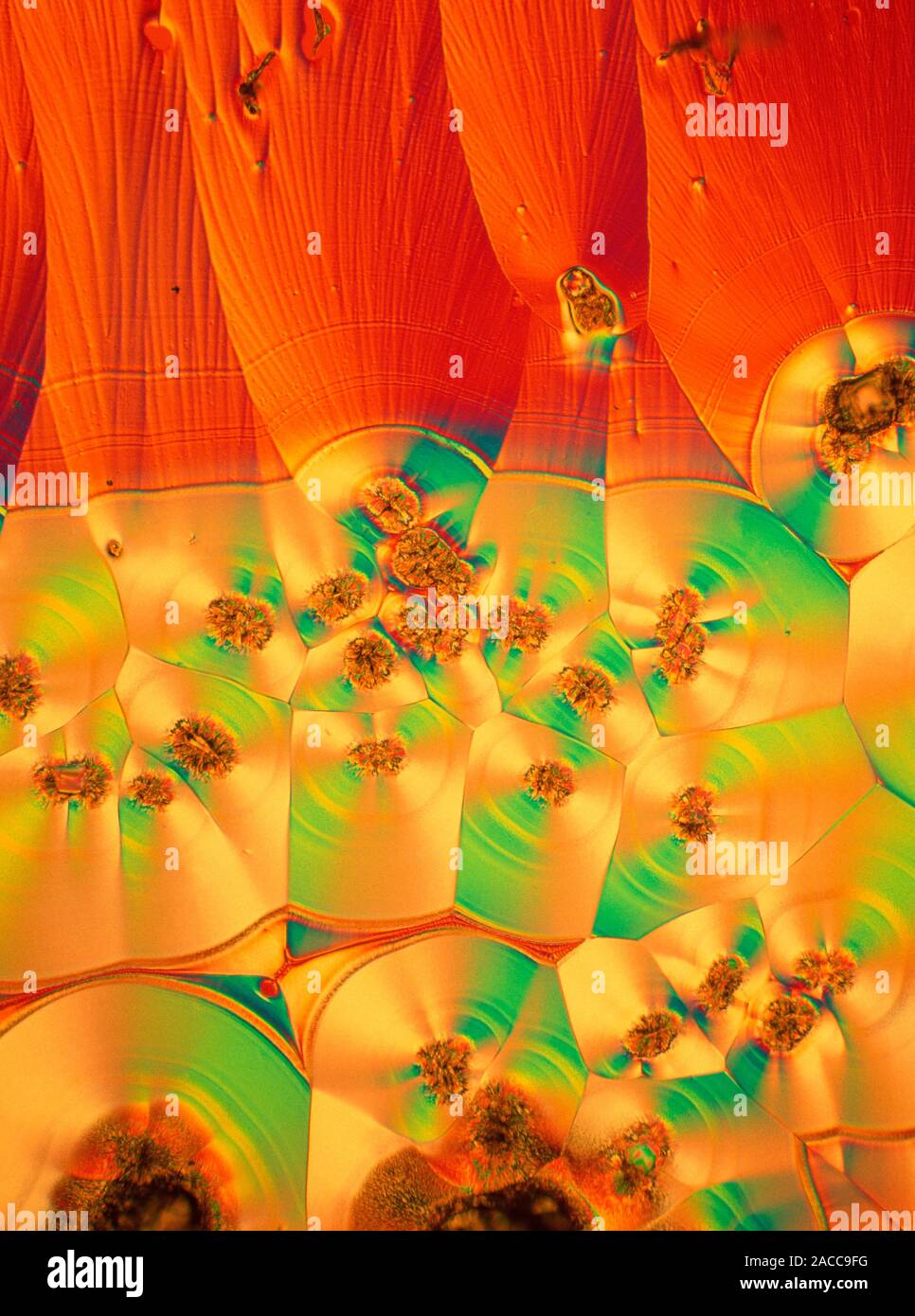 Polarised light micrograph of crystals of vitamin C (ascorbic acid ...