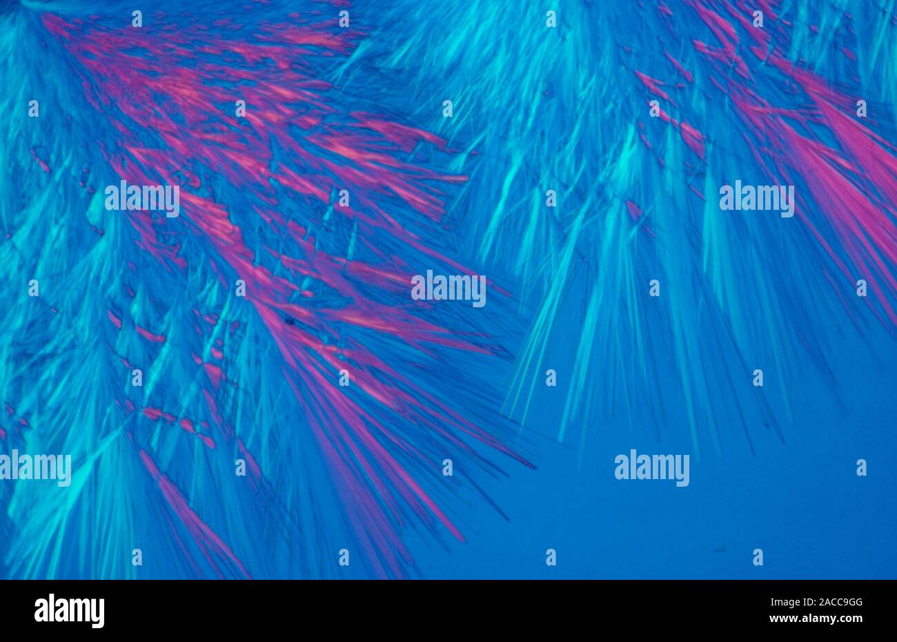 Pantothenic acid. Polarised light micrograph of crystals of pantothenic ...