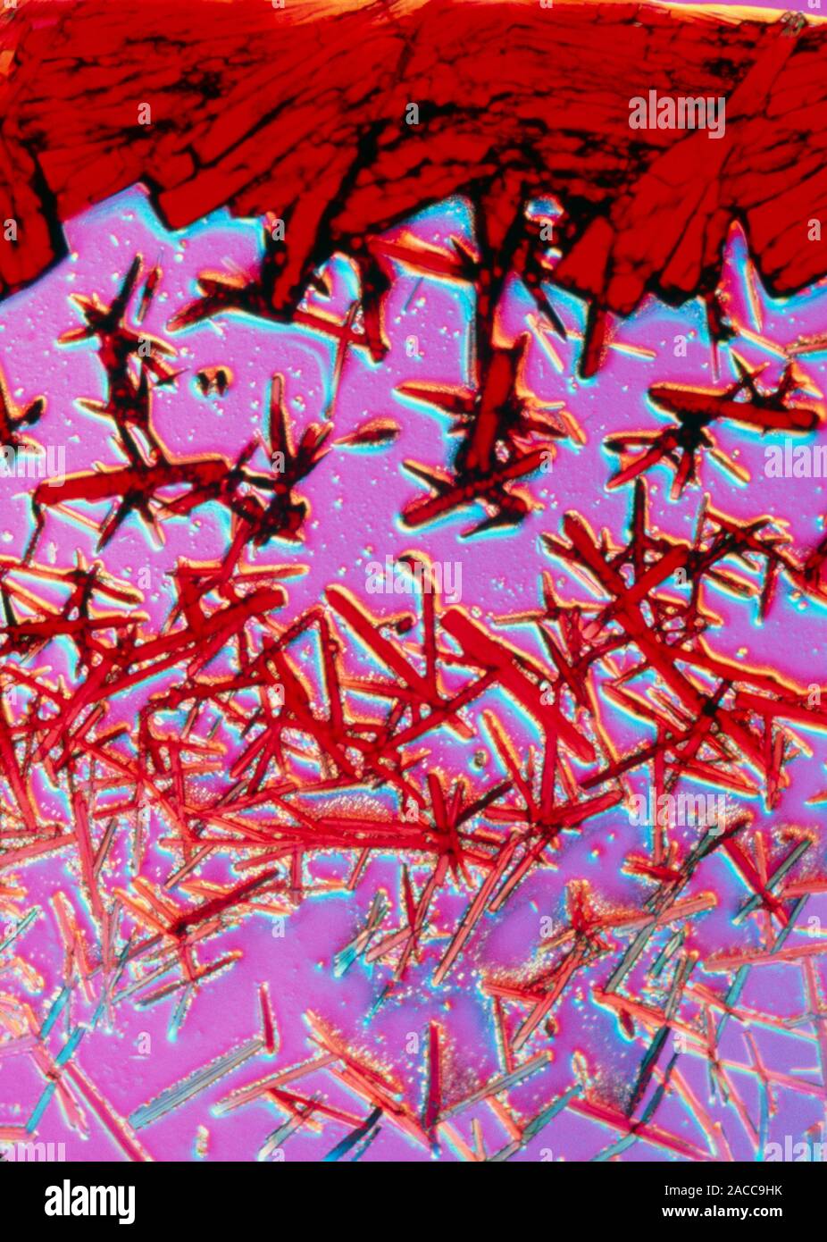 Polarised light micrograph of crystals of Vitamin B12 (cyanocobalamin ...