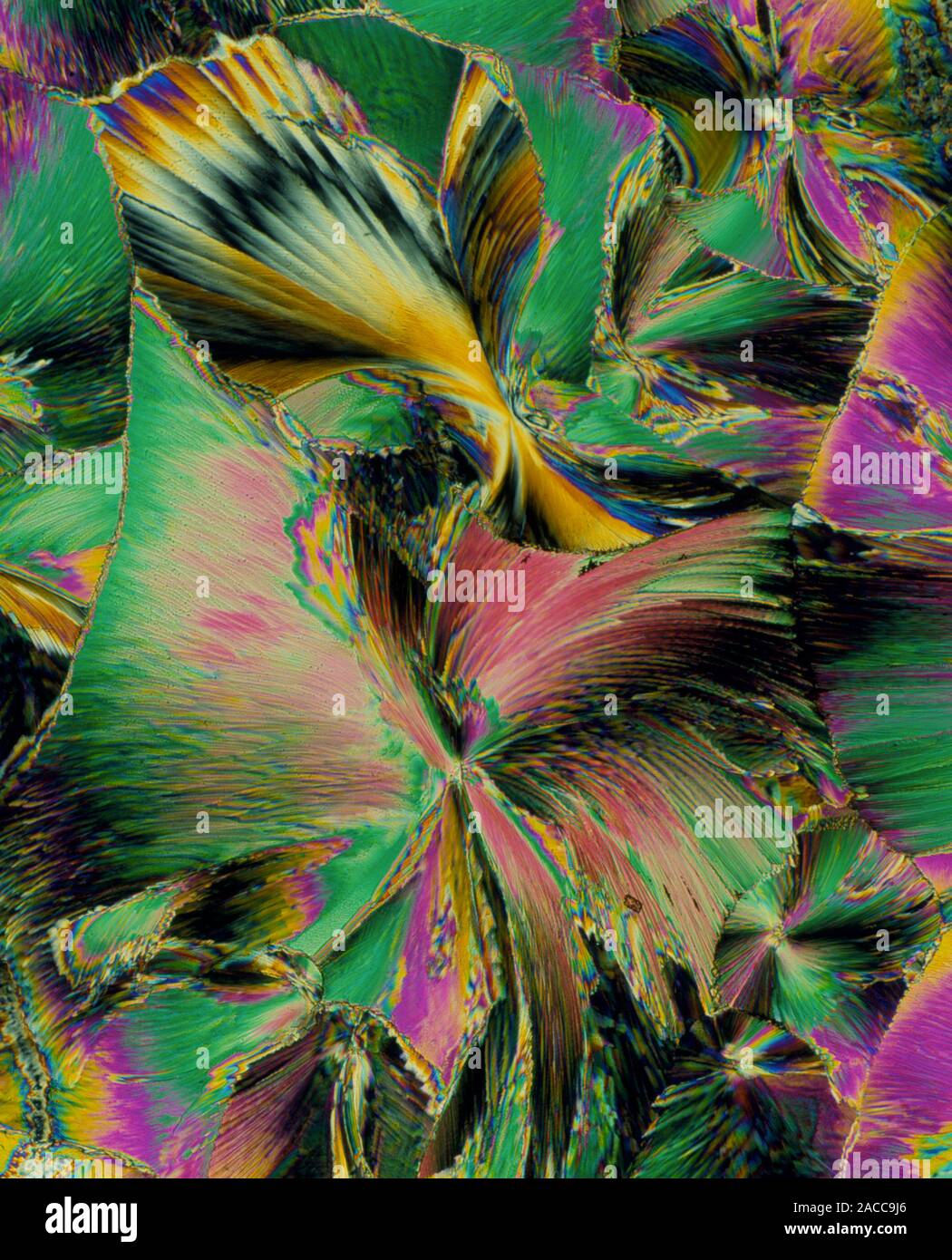 Folic acid. Polarised light micrograph of crystals of folic acid ...