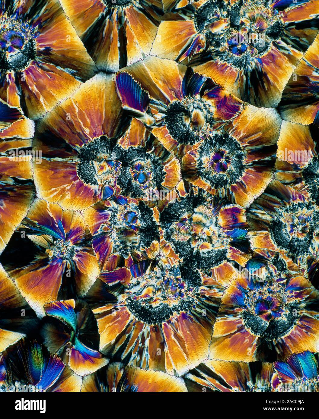 Folic acid. Polarised light micrograph of crystals of folic acid ...