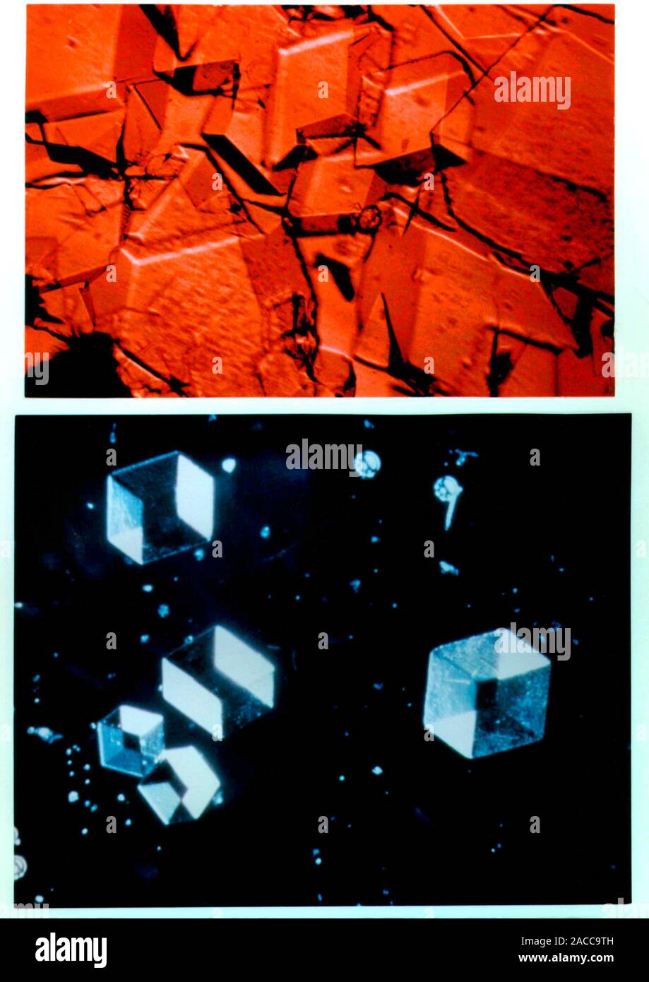 Plant protein crystals. Light micrographs of crystals of the plant ...