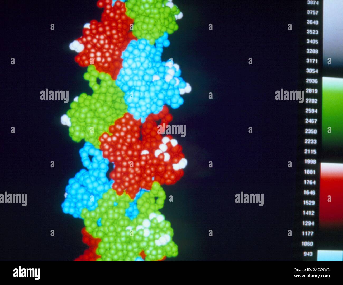 Computer Generated Space Filling Model Showing Ten Actin Monomers From