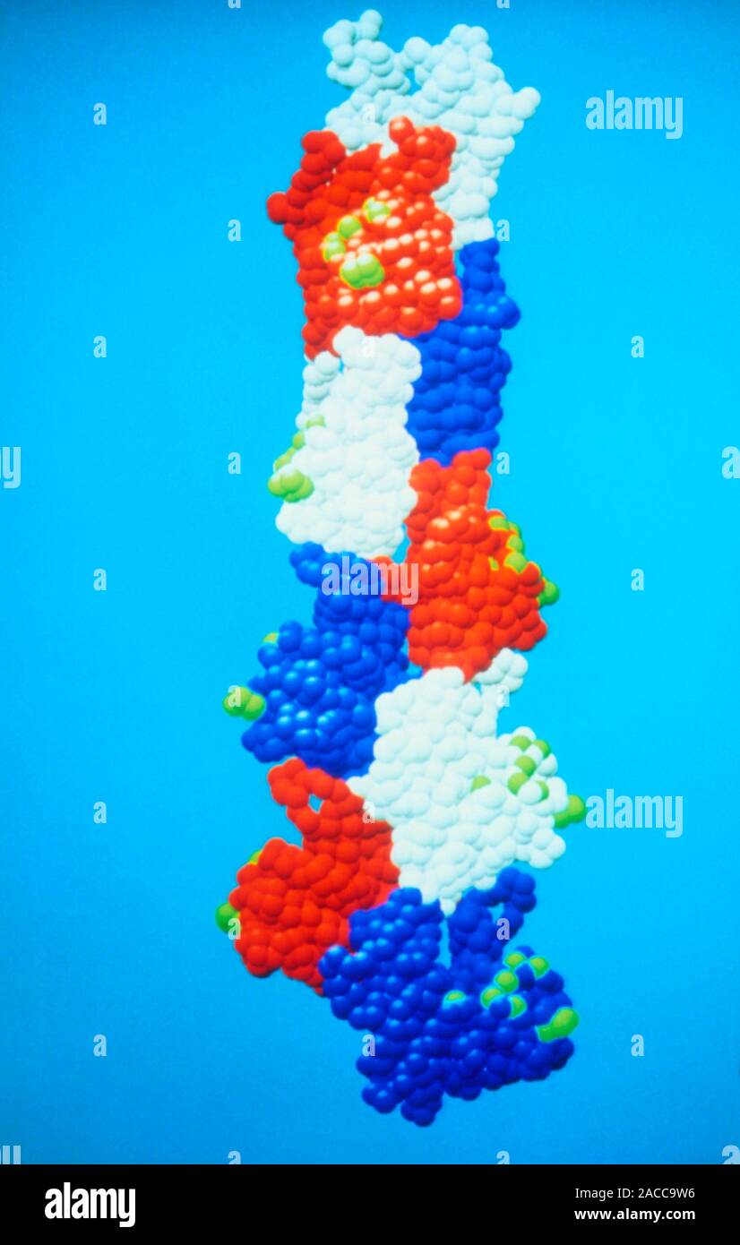 Computer generated space-filling model of nine actin monomers from an F ...
