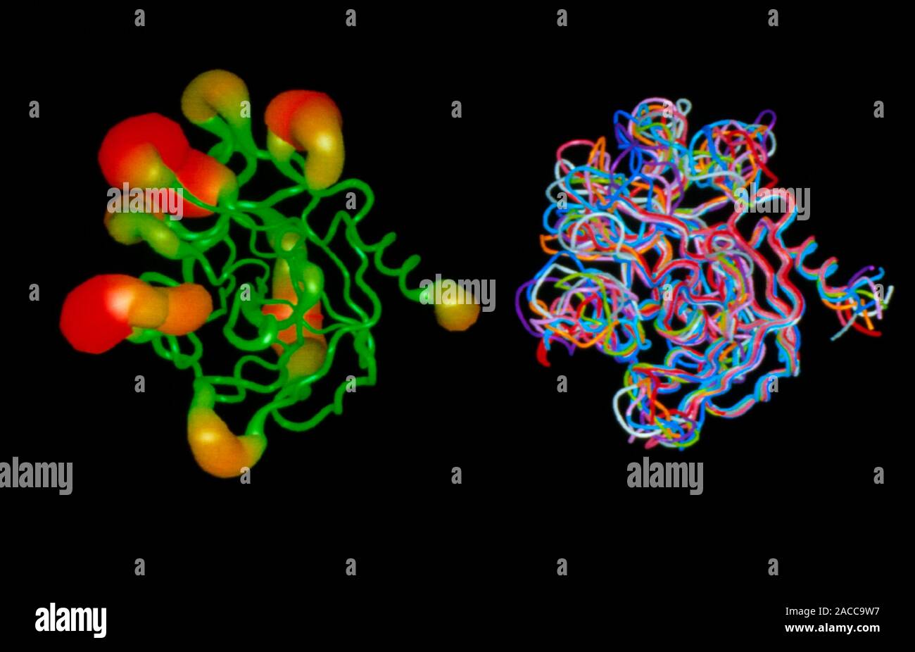 Kallikrein. Molecular graphic showing different models of the protein ...