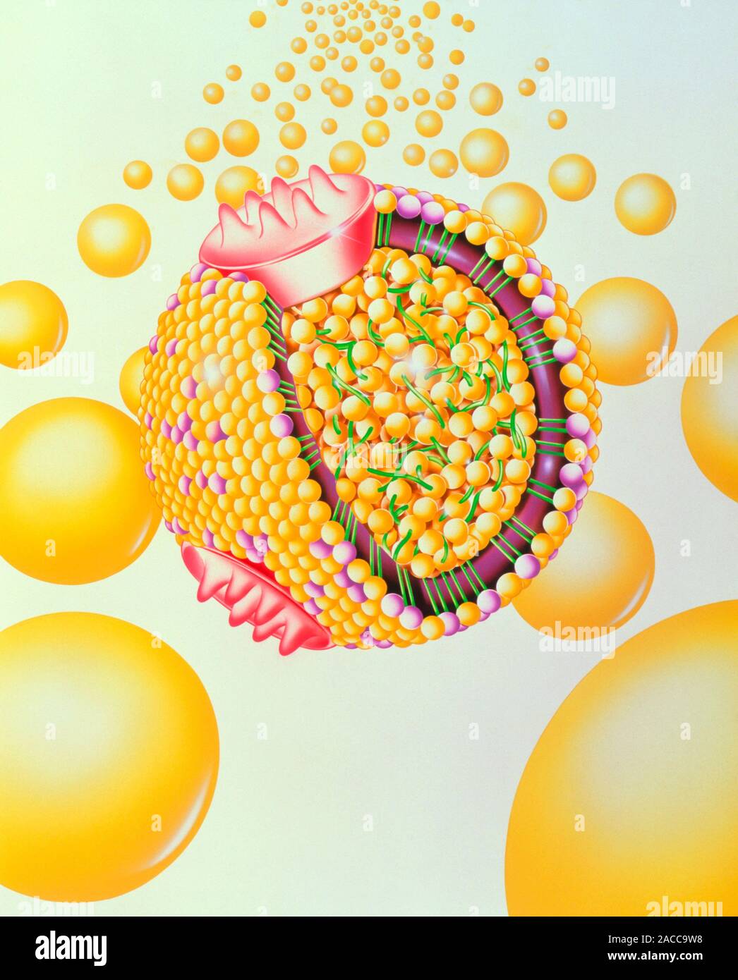 Low-density cholesterol lipoprotein. Illustration of the structure of a ...