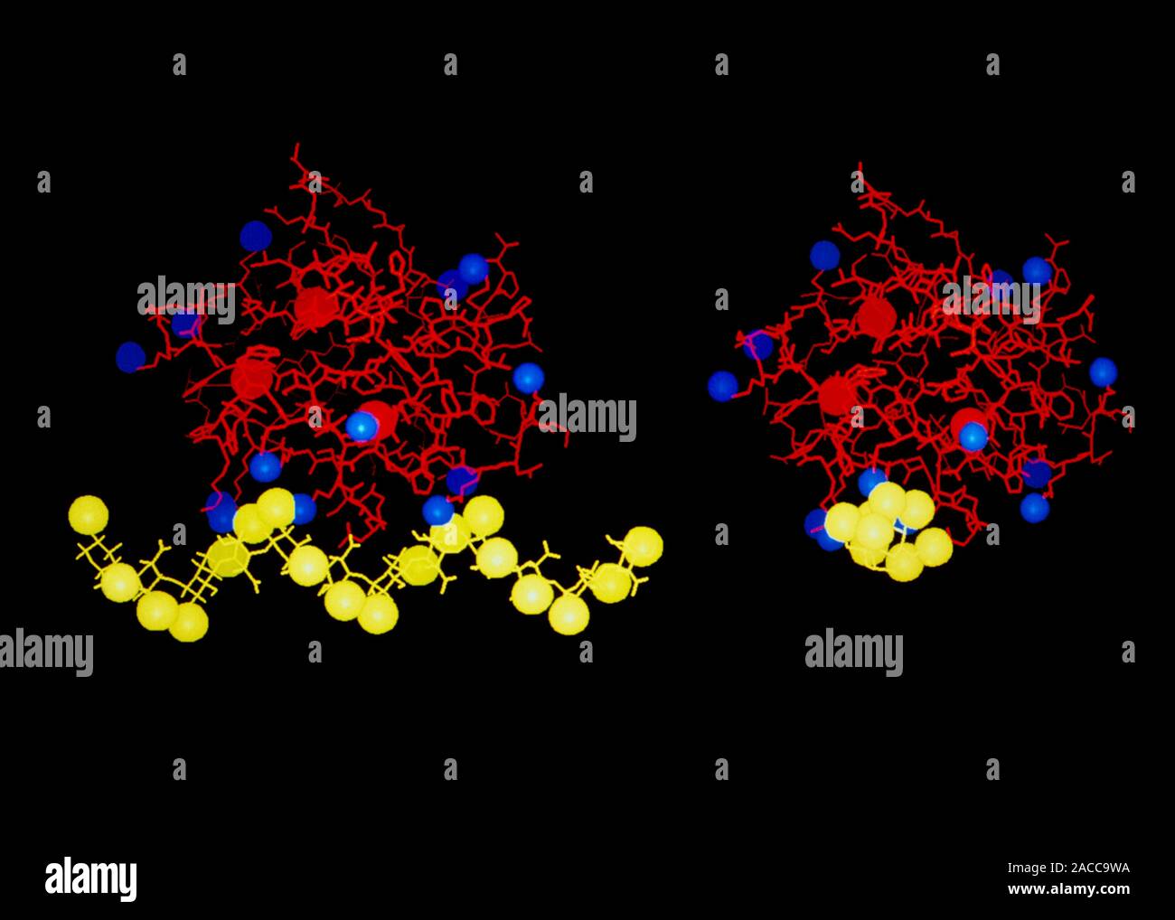 Fibroblast growth factor. Molecular graphic of two molecules of acidic ...