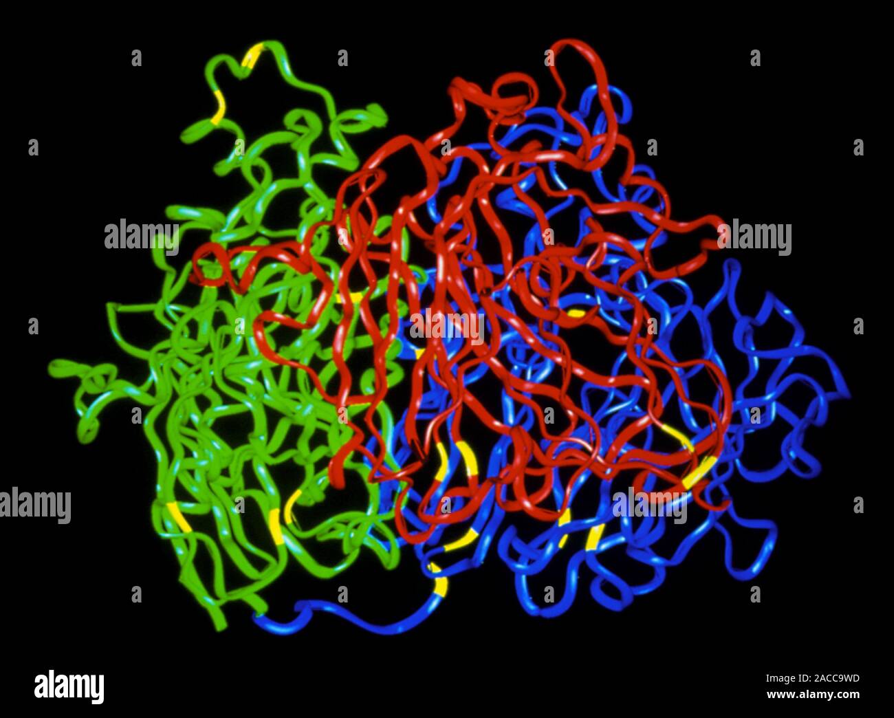 Factor VIII protein. Computer molecular model of Factor VIII ...