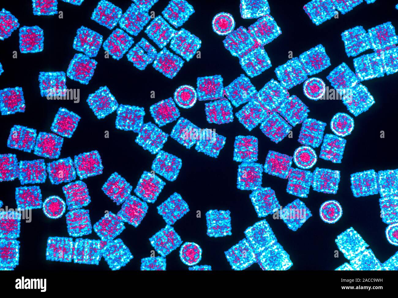 Haemocyanin. Coloured transmission electron micro- graph (TEM) of ...