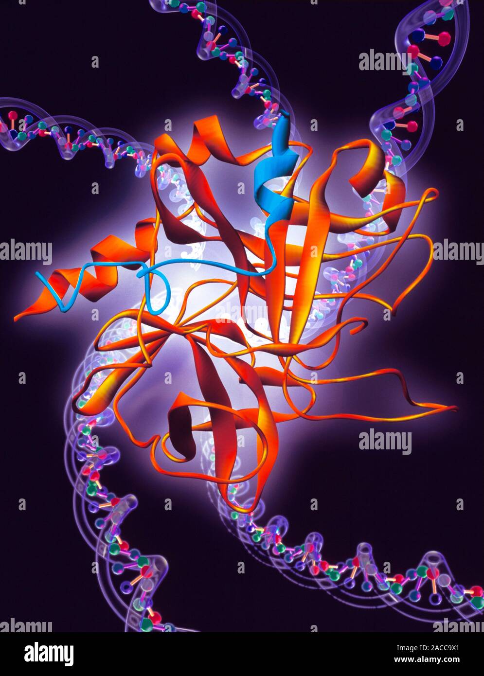 Thrombin protein. Computer model of a molecule of the protein thrombin ...