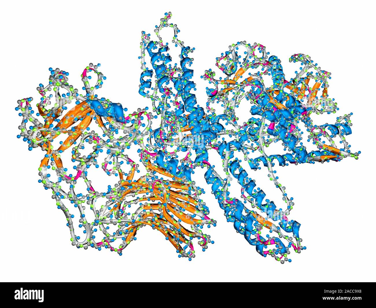 Botulinum toxin, computer model. This nerve toxin is commonly known as ...