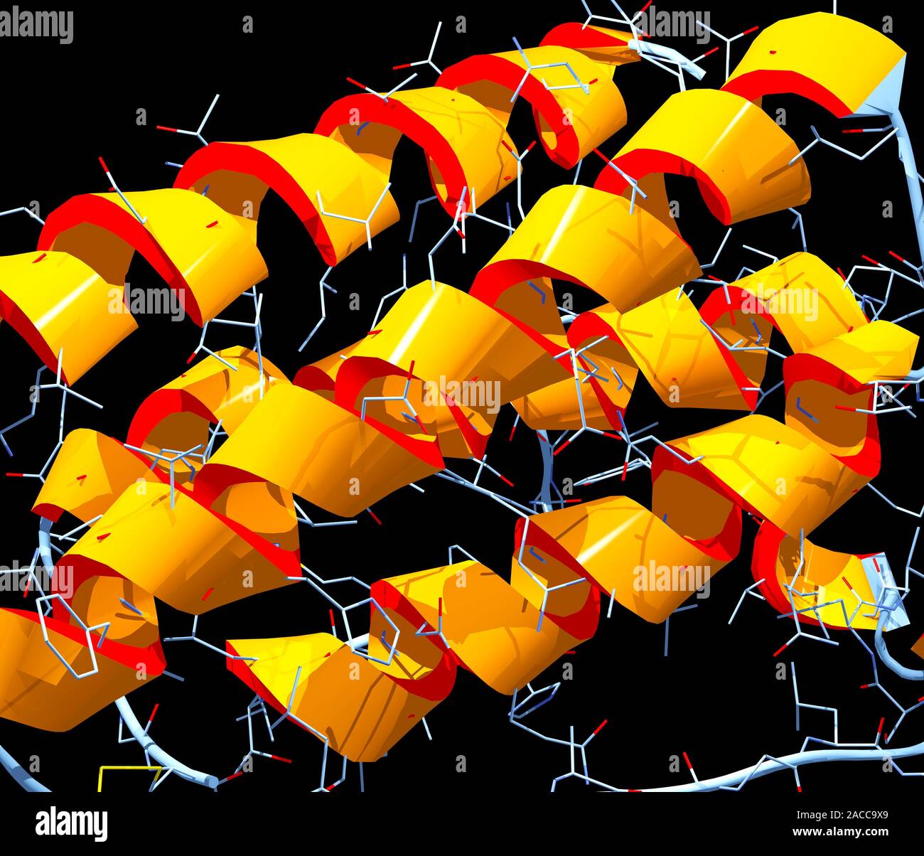 Leptin Molecule Computer Model Of Part Of A Molecule Of Leptin A